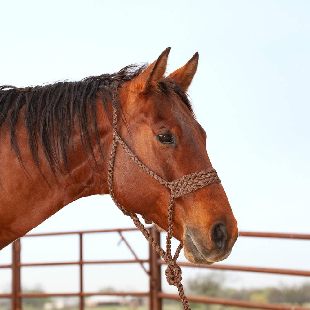 Classic Equine Wide Nose Flat Braid Halter with Lead - Teskeys