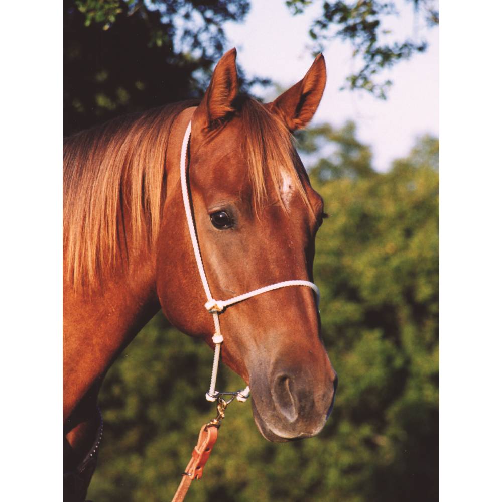 Martin Saddlery Headsetter Tie Down - Teskeys