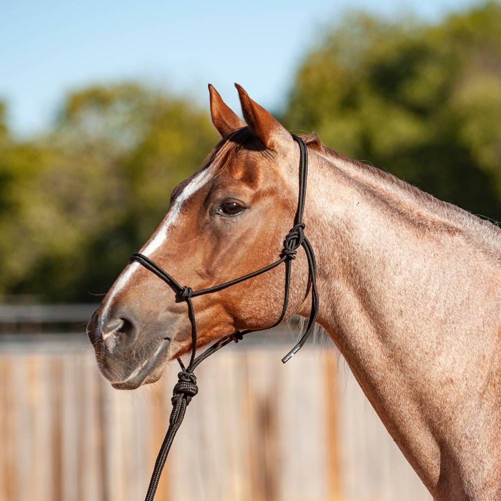 Classic Equine Solid Halter with Lead - Teskeys