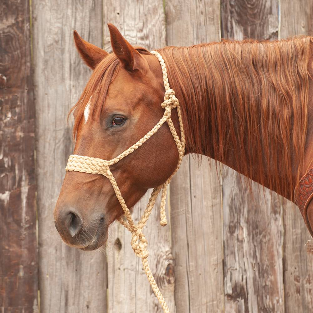 Classic Equine Wide Nose Flat Braid Halter with Lead - Teskeys